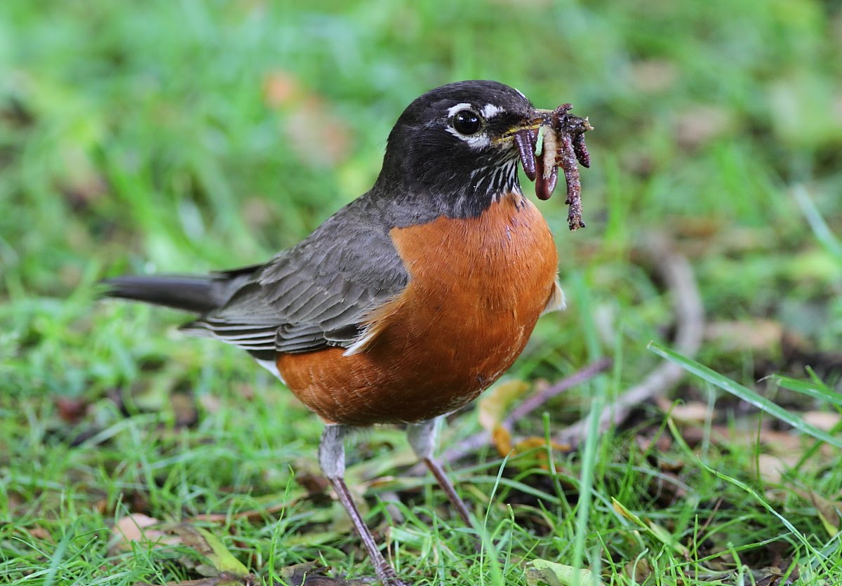 Ann Brokelman Photography: Mix of Birds and Ducks 2010