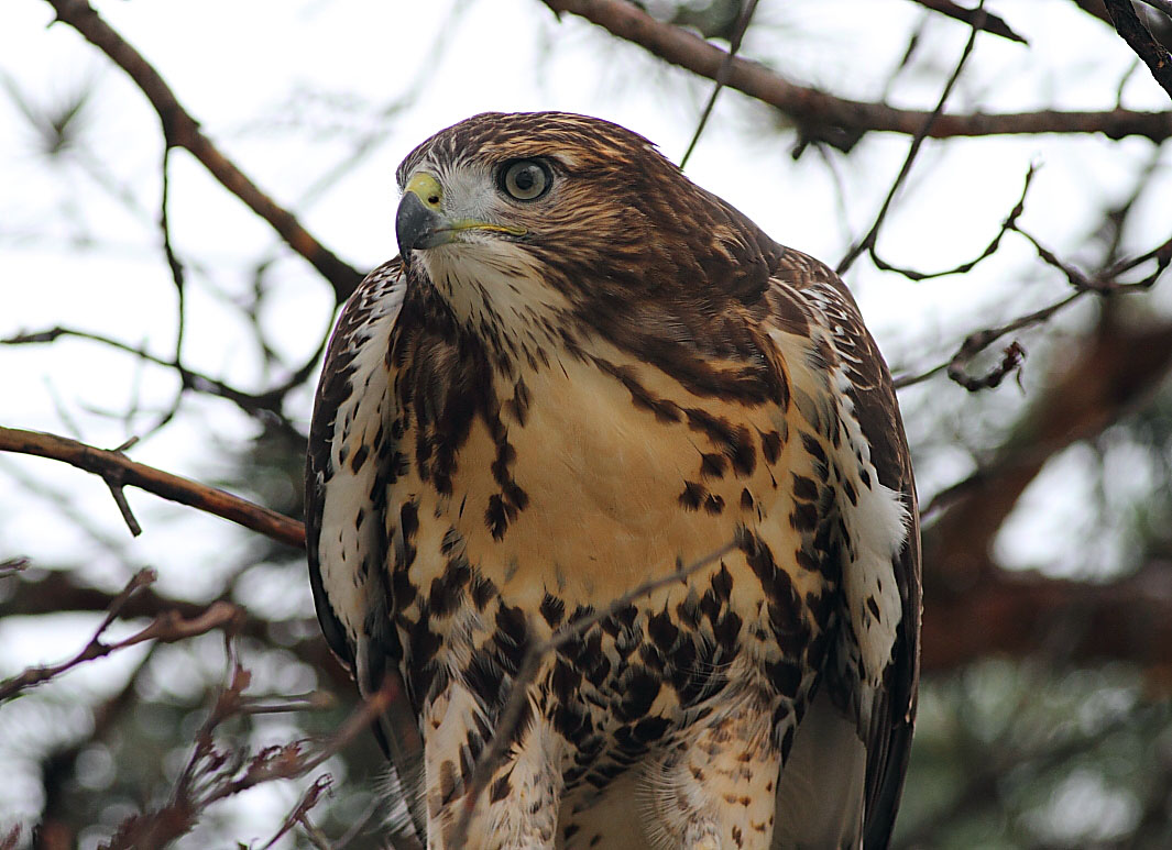 Red-Tailed Hawk Nest 2009-2017: Beautiful Red-Tailed Hawk Babies.June ...
