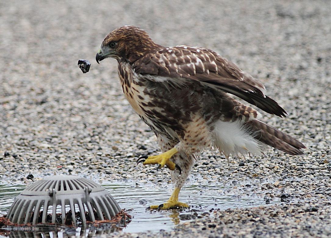 Red-Tailed Hawk Nest 2009-2017: Practicing to catch mice - Pretty Darn ...