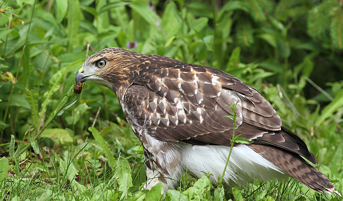 Red-Tailed Hawk Nest 2009-2017: Juvenile Red-Tailed Hawk on the ground ...