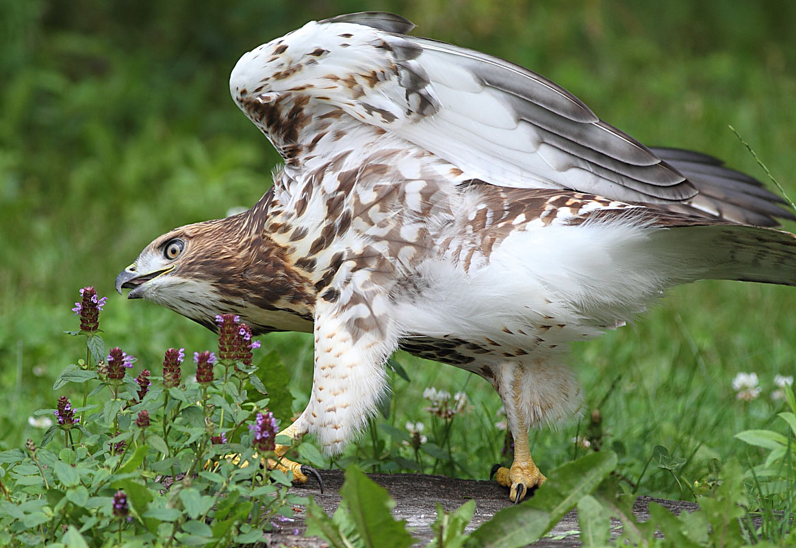 Red-Tailed Hawk Nest 2009-2017: Juvenile Red-Tailed Hawk on the ground ...
