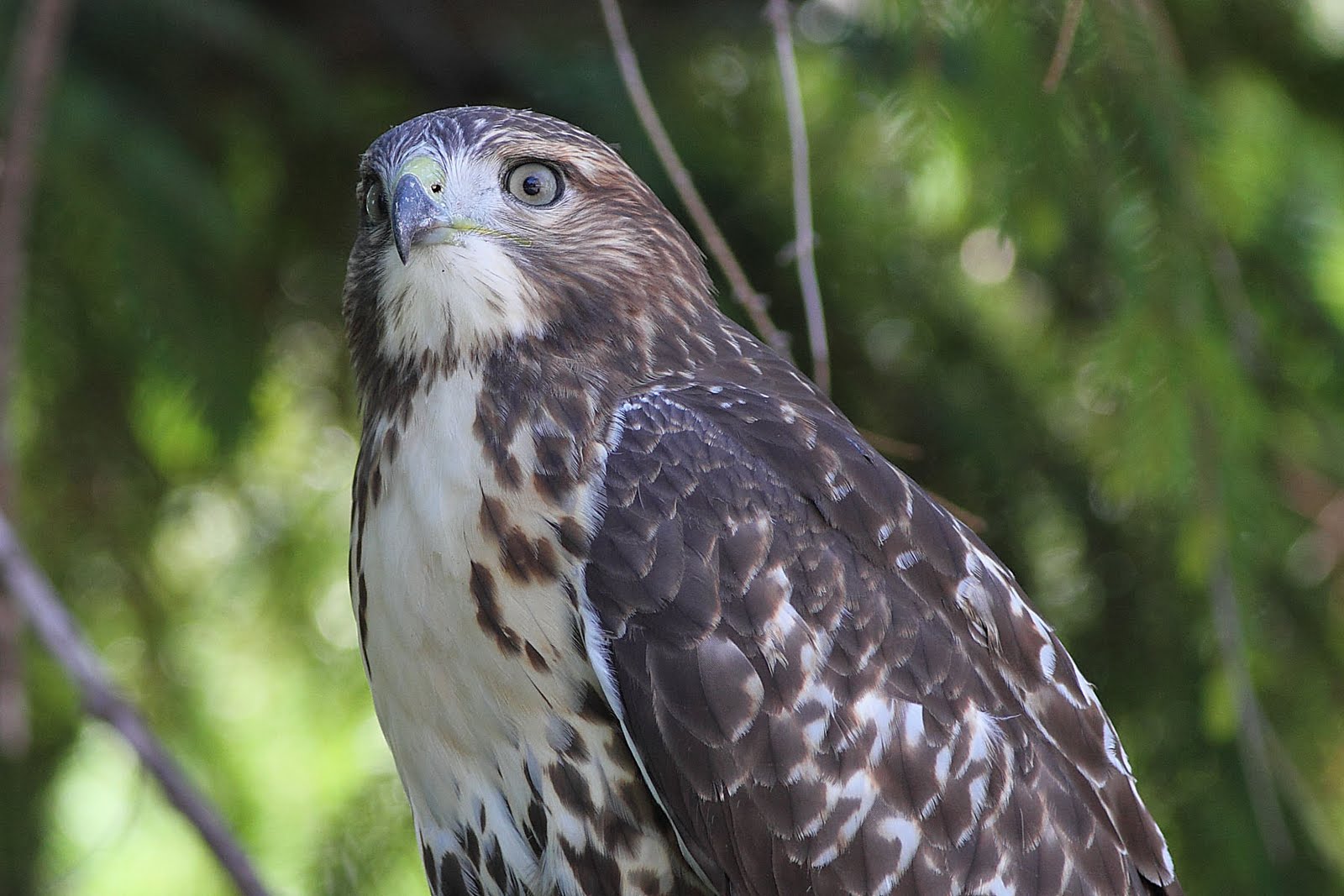 Red-Tailed Hawk Nest 2009-2017: Young Red-Tailed Hawk - check out the ...