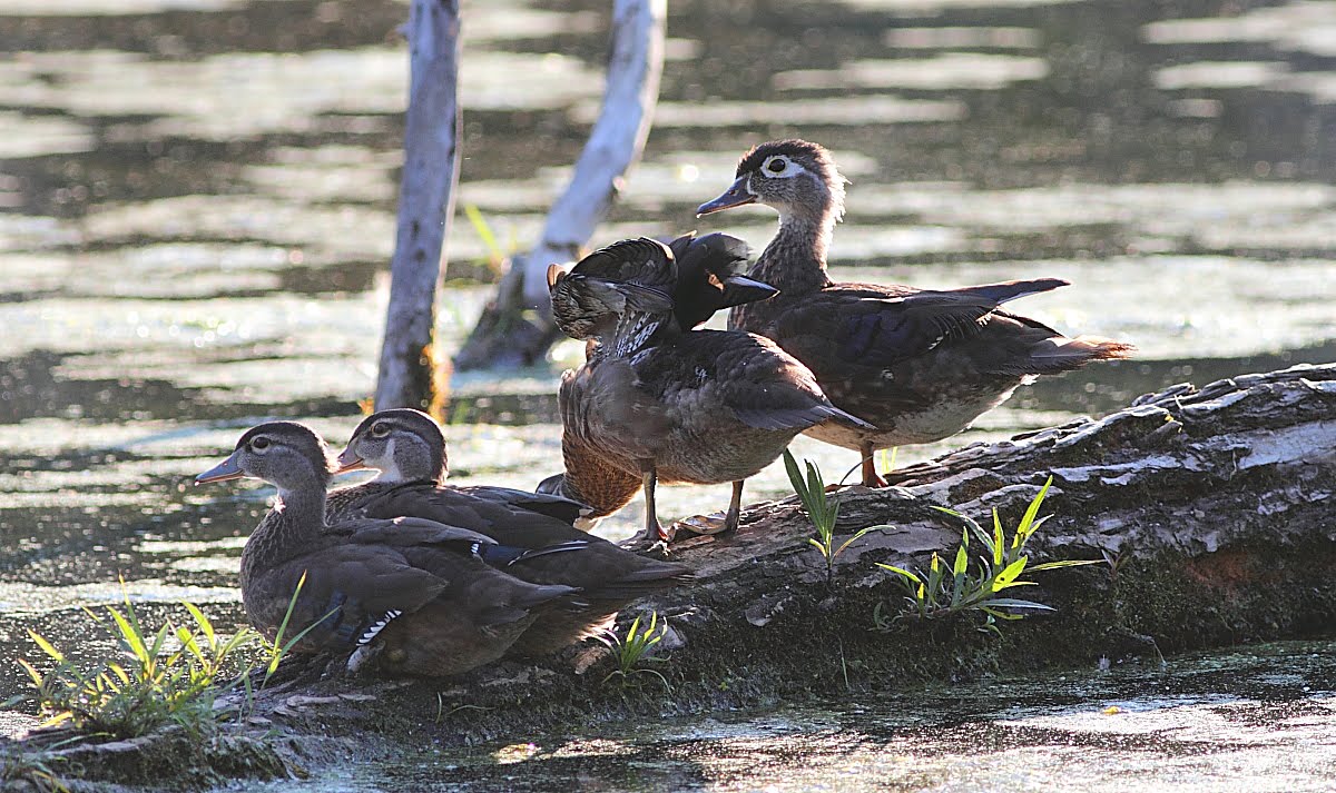 Ann Brokelman Photography: Marsh with Wood Ducks and more July 25, 2010
