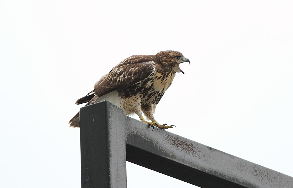 Red-Tailed Hawk Nest 2009-2017: Screaming Fledged Red-Tailed hawks July ...