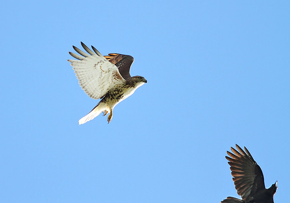 Ann Brokelman Photography: Red Tailed Hawk vs the Crows and Merlin Sept ...
