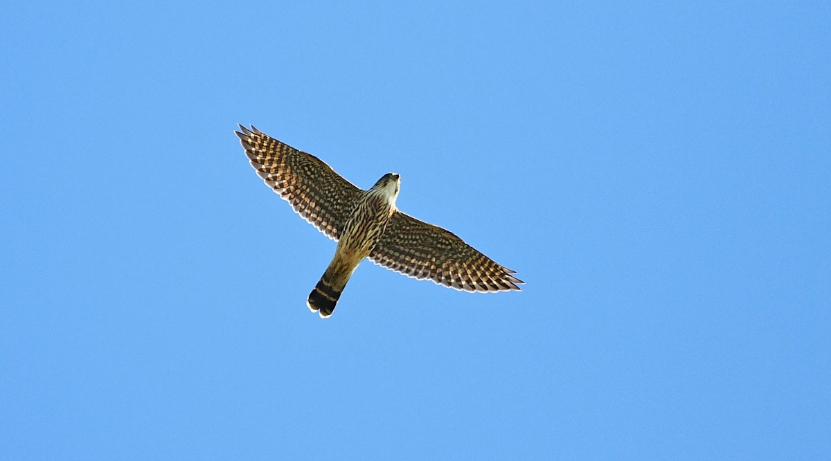 Ann Brokelman Photography: Red Tailed Hawk vs the Crows and Merlin Sept ...