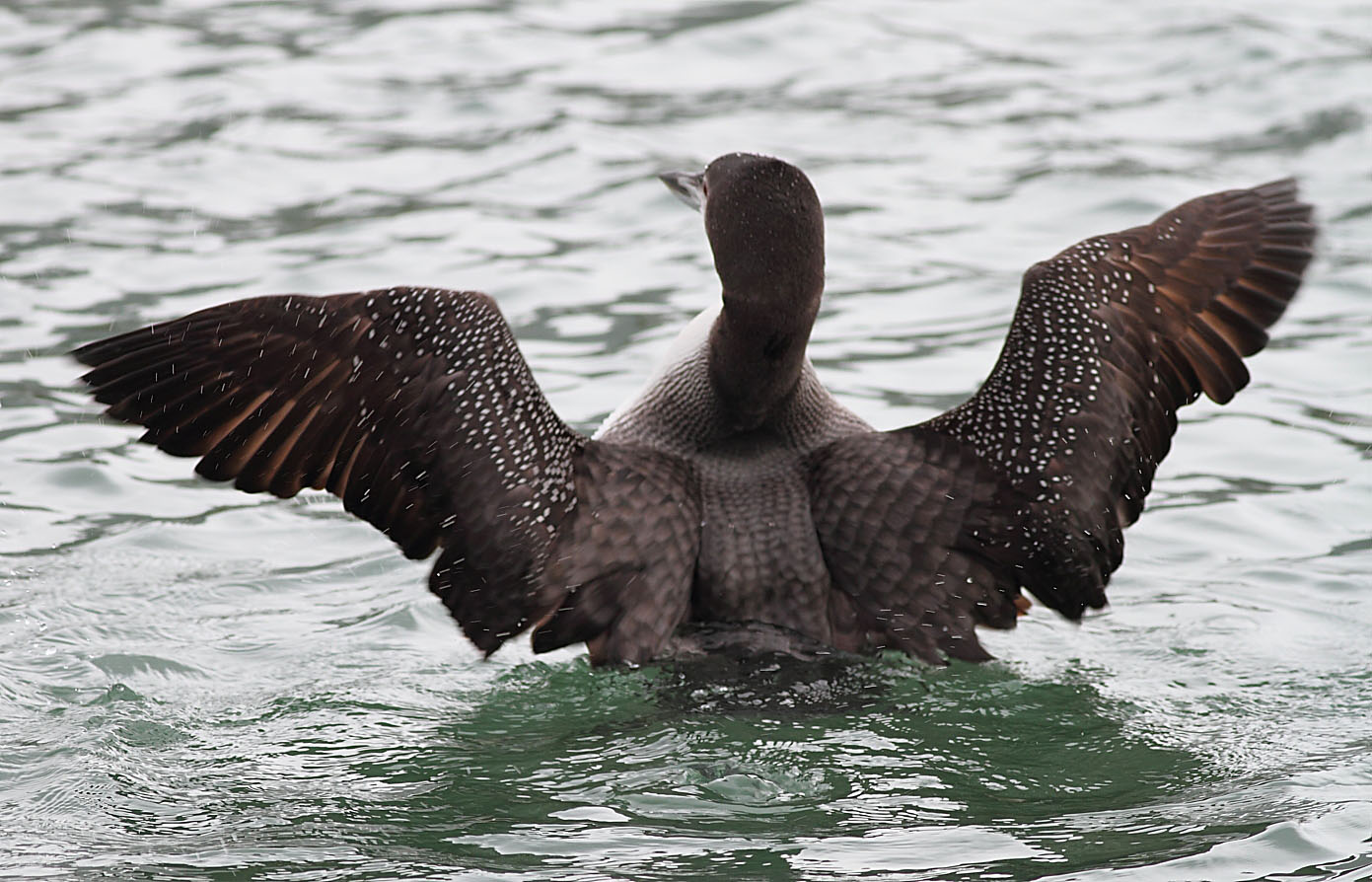 Ann Brokelman Photography: Loons and more Loons Oct 31, 2010