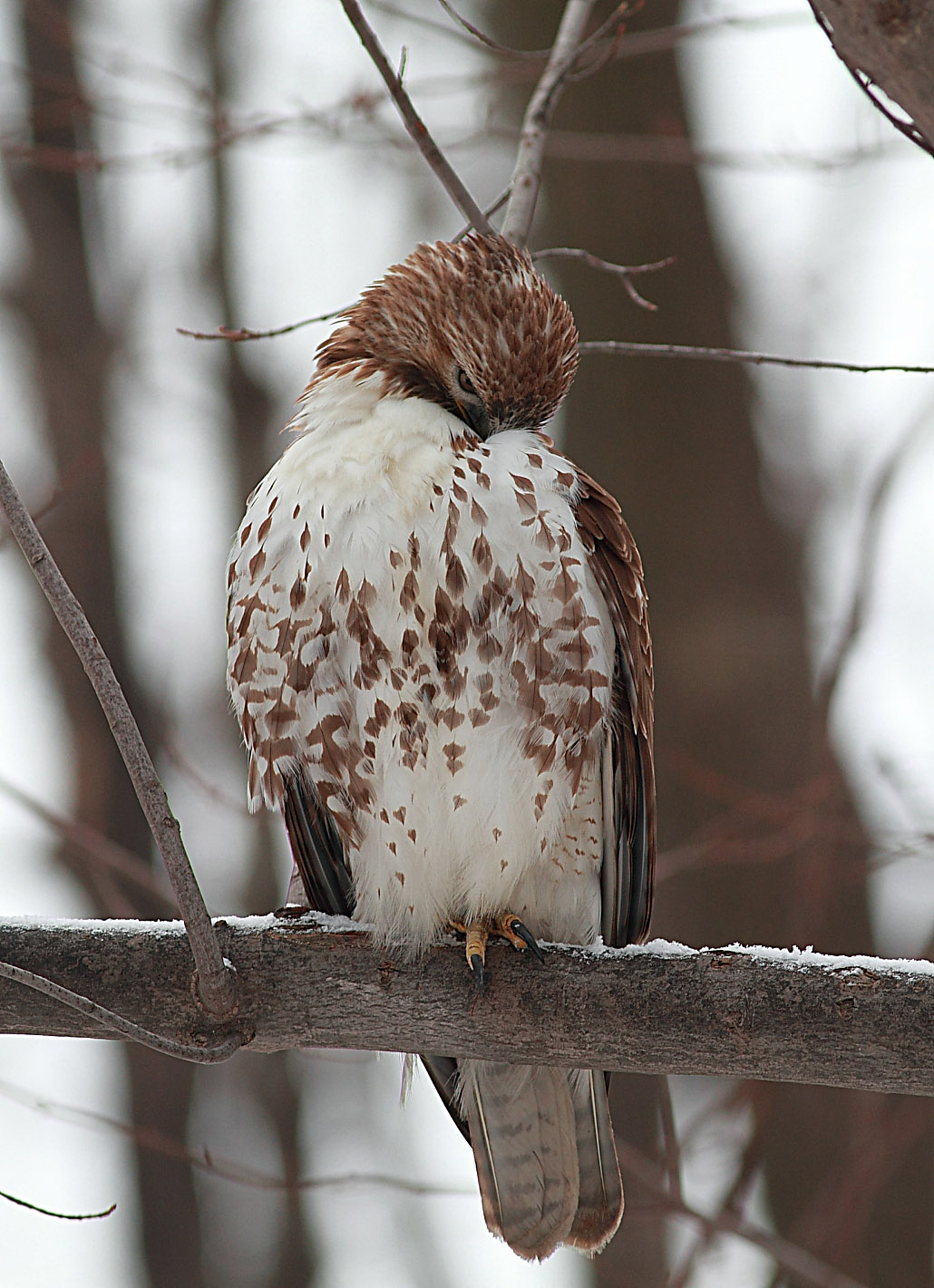Red-Tailed Hawk Nest 2009-2017: Red-Tailed Hawk juvenile visits the ...