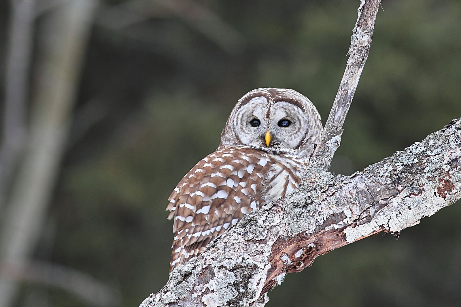 Ann Brokelman Photography: Barred Owl - 2 in one day