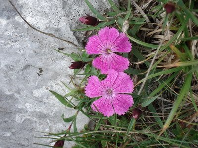 Despre orice: GAROFITA PIETREI CRAIULUI