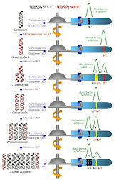 Estructura del ADN: El modelo de watson y crick