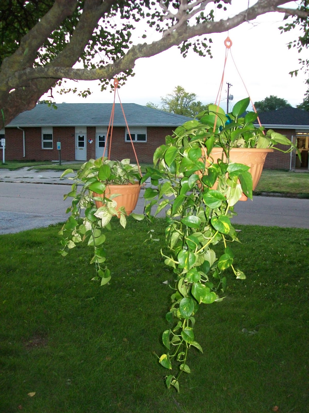 Ducky's little rainbow flower pot: Pothos