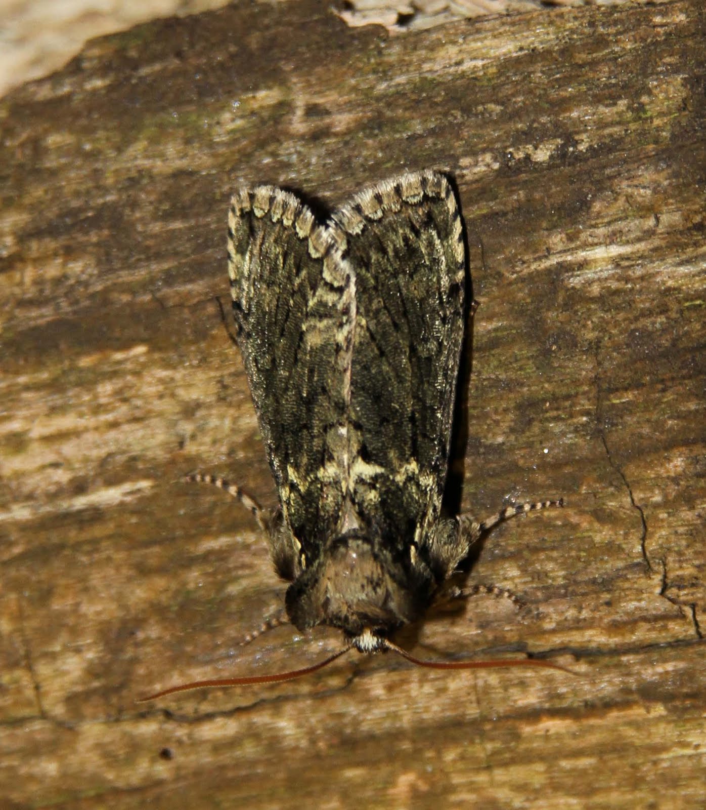 Dan's Wildlife Blog: Flitwick Moor - Beds Moth Group