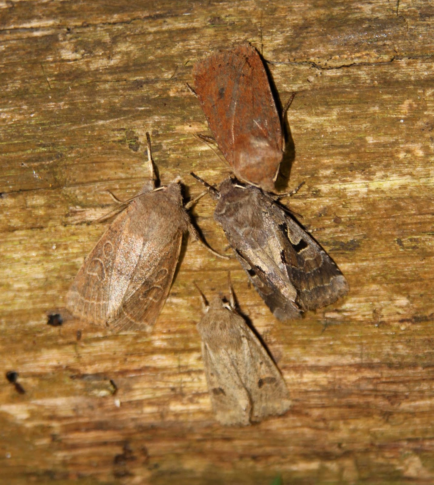 Dan's Wildlife Blog: Flitwick Moor - Beds Moth Group
