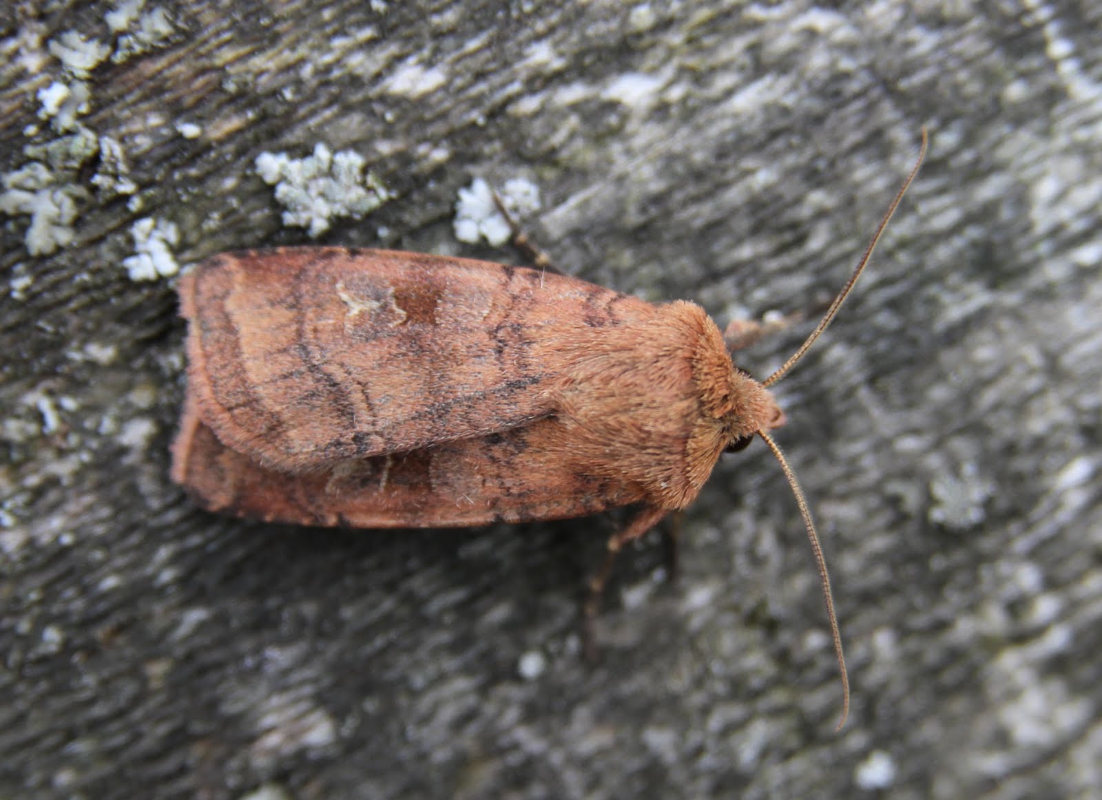 Dan's Mothing Blog: Garden moths