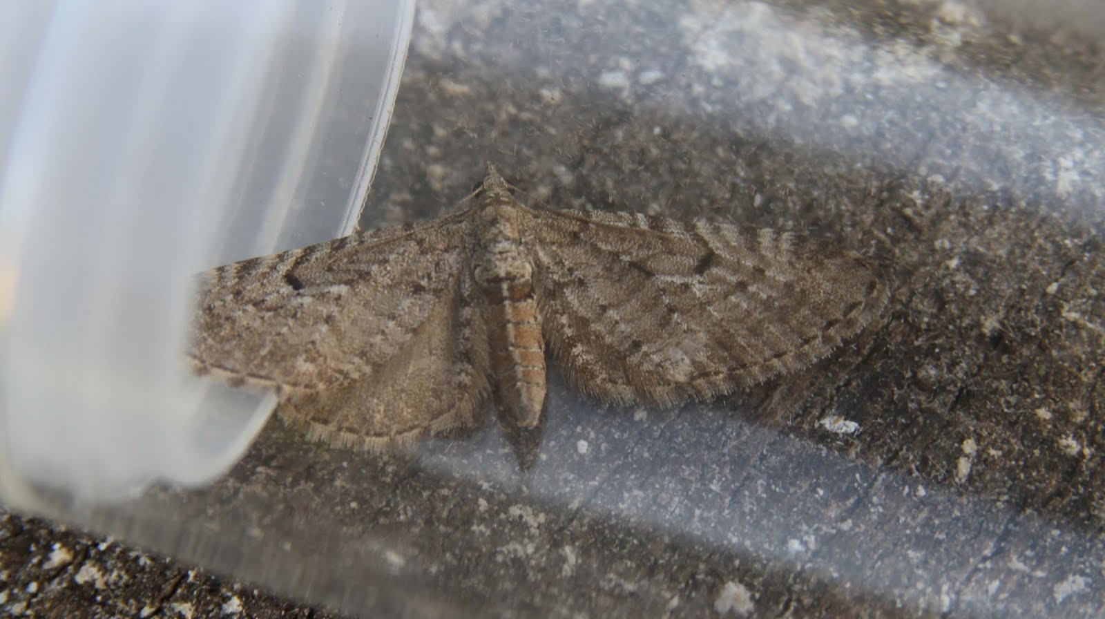 Dan's Mothing Blog: Garden moths