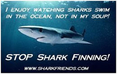 Animal Voice: Stop Shark Finning