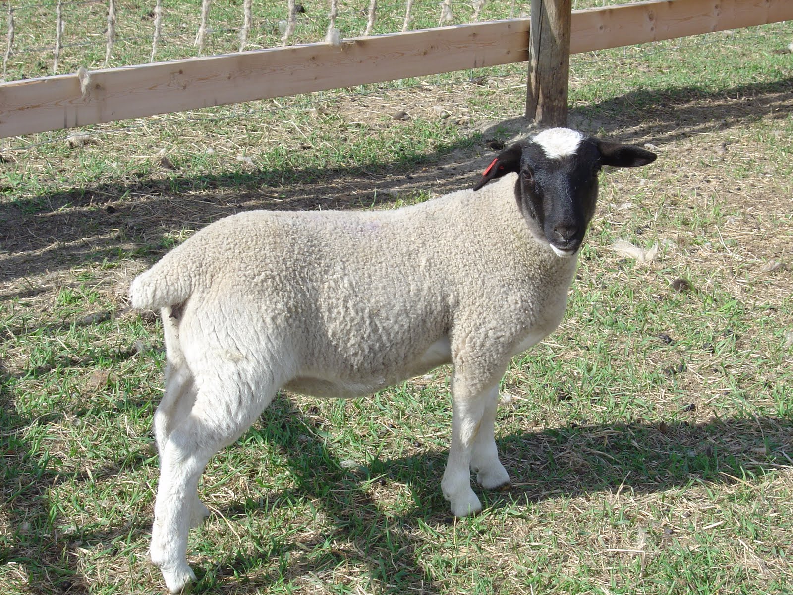 Win D Acres Savanna and Commercial Goats