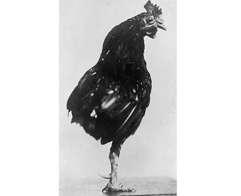 Bone Tooth Antler: Sriracha: a babe of a rooster!