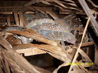 Cicak Tokek ialah Gecko