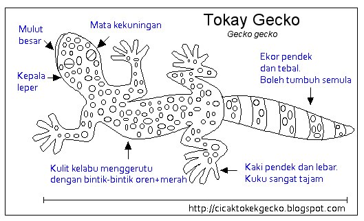 Cicak Tokek ialah Gecko: Anatomi Cicak Tokek