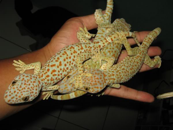 Cicak Tokek ialah Gecko