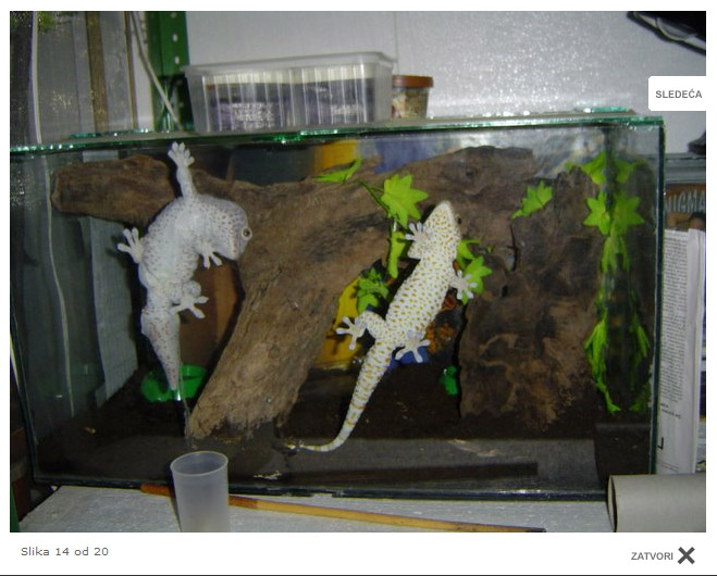 Cicak Tokek ialah Gecko