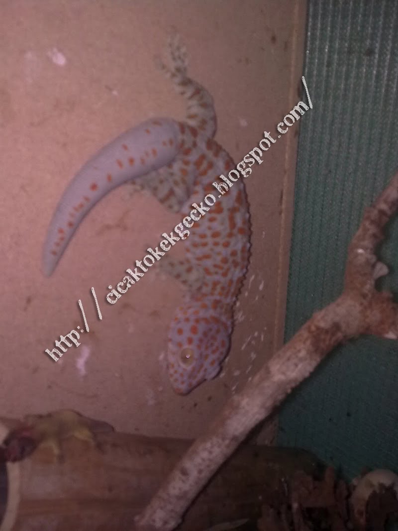 Cicak Tokek ialah Gecko