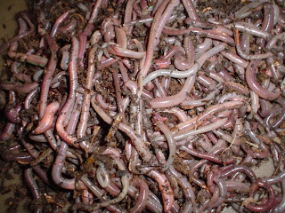 Worms