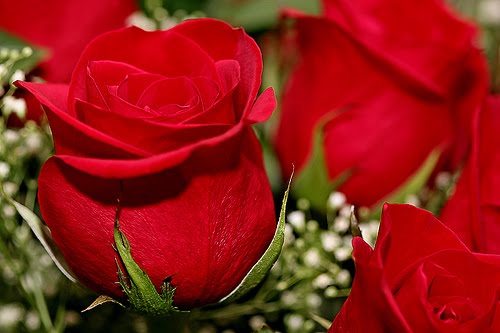All Flowers Are Beautiful: Special Red Roses for Special Person