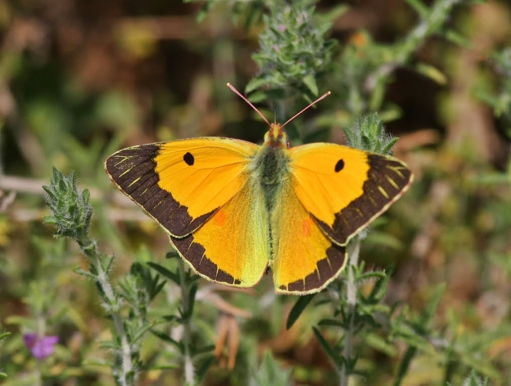 Butterflies of Southern Europe and Mediterranean area
