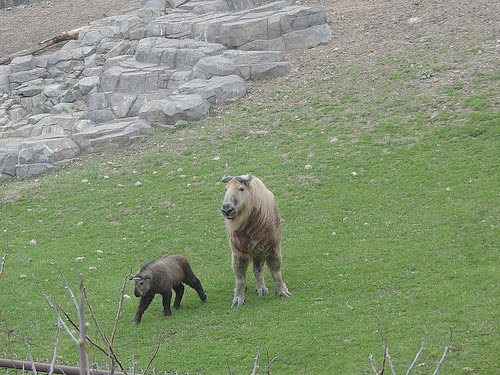 Most Amazing Photos from the World Cultures: What's a Rare Takin?