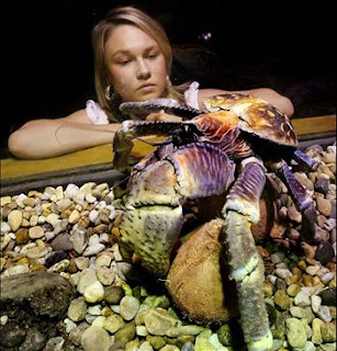 COCONUT CRABS: NATURE IS A STRANGE THING - "WORST THING" ~ Fun of World