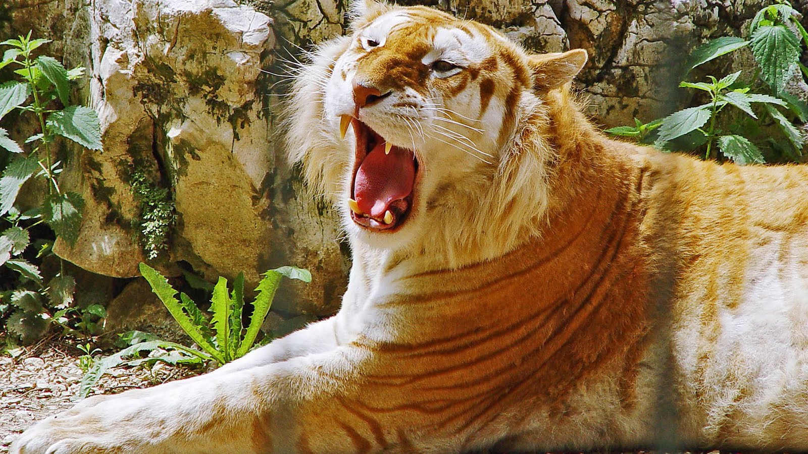 Most Amazing Photos From The World Cultures Beautiful Unusual Golden Tabby Tiger