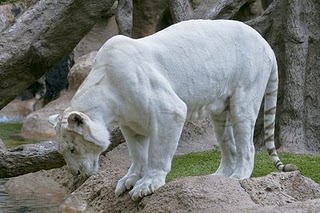 Pure White Tiger No Stripes
