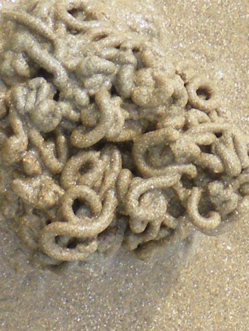 Nuts in May: Sand, Sea and Family