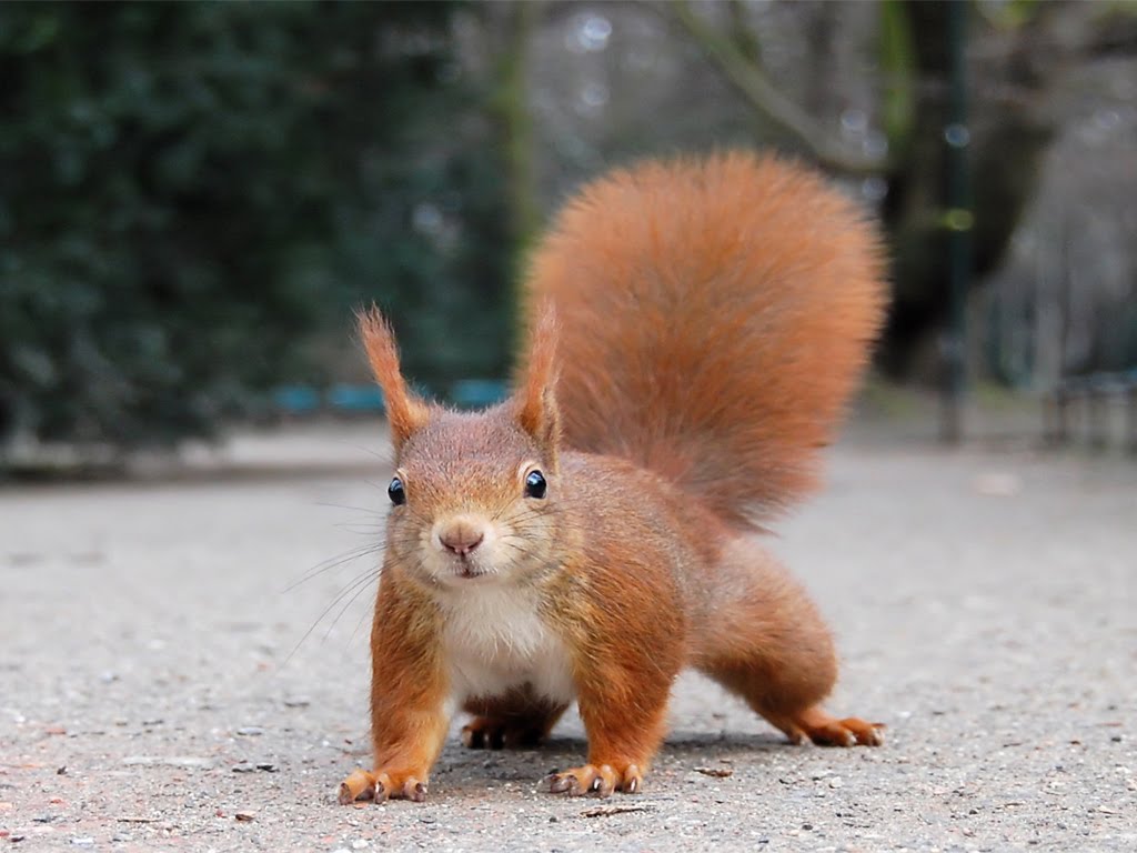 Esquilo Esperto | Wallpaper do Blogspot