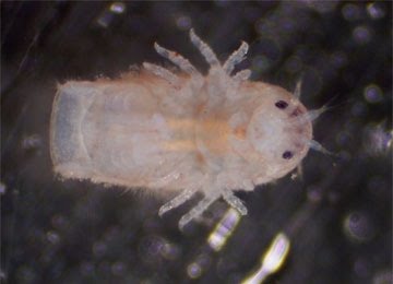 Terra Forming Terra: Gribble Worm Catalyst for Biofuel