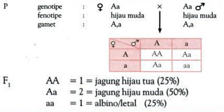 BIONCE: Bab 5 Pola-pola Hereditas