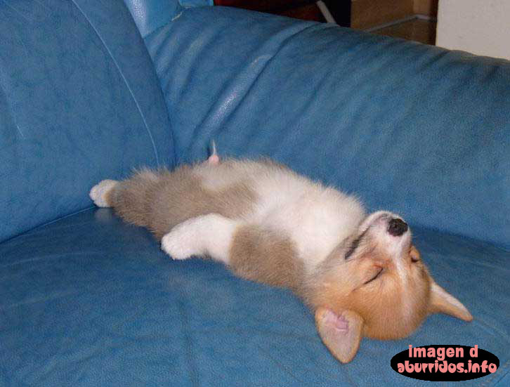 Imágenes de perritos graciosos - Imagui