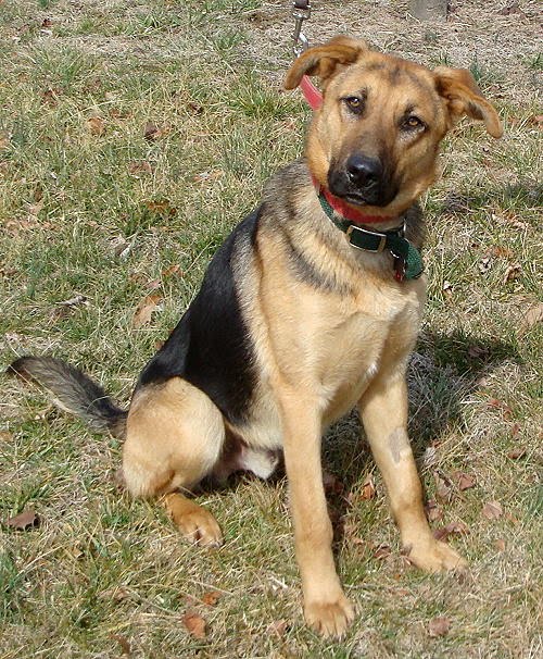 Are Shepherd Mixes Good Family Dogs