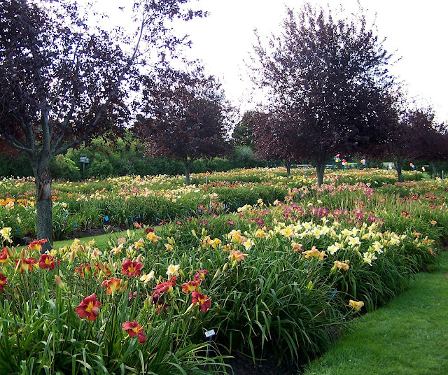 Three Dogs in a Garden: A visit to the Hayfield