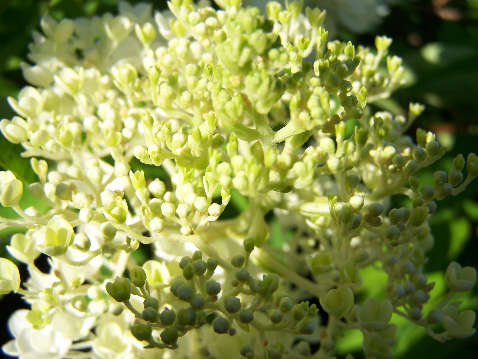 Three Dogs in a Garden: The Changing Faces of two of my Favorite Hydrangeas