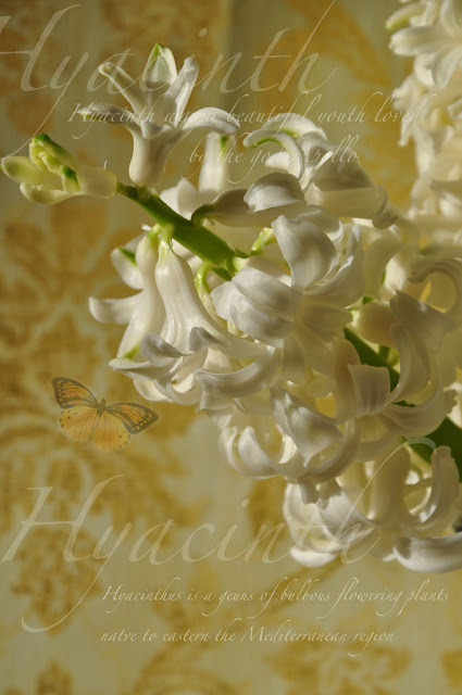 Three Dogs in a Garden: Hyacinth, the Love of the God Apollo