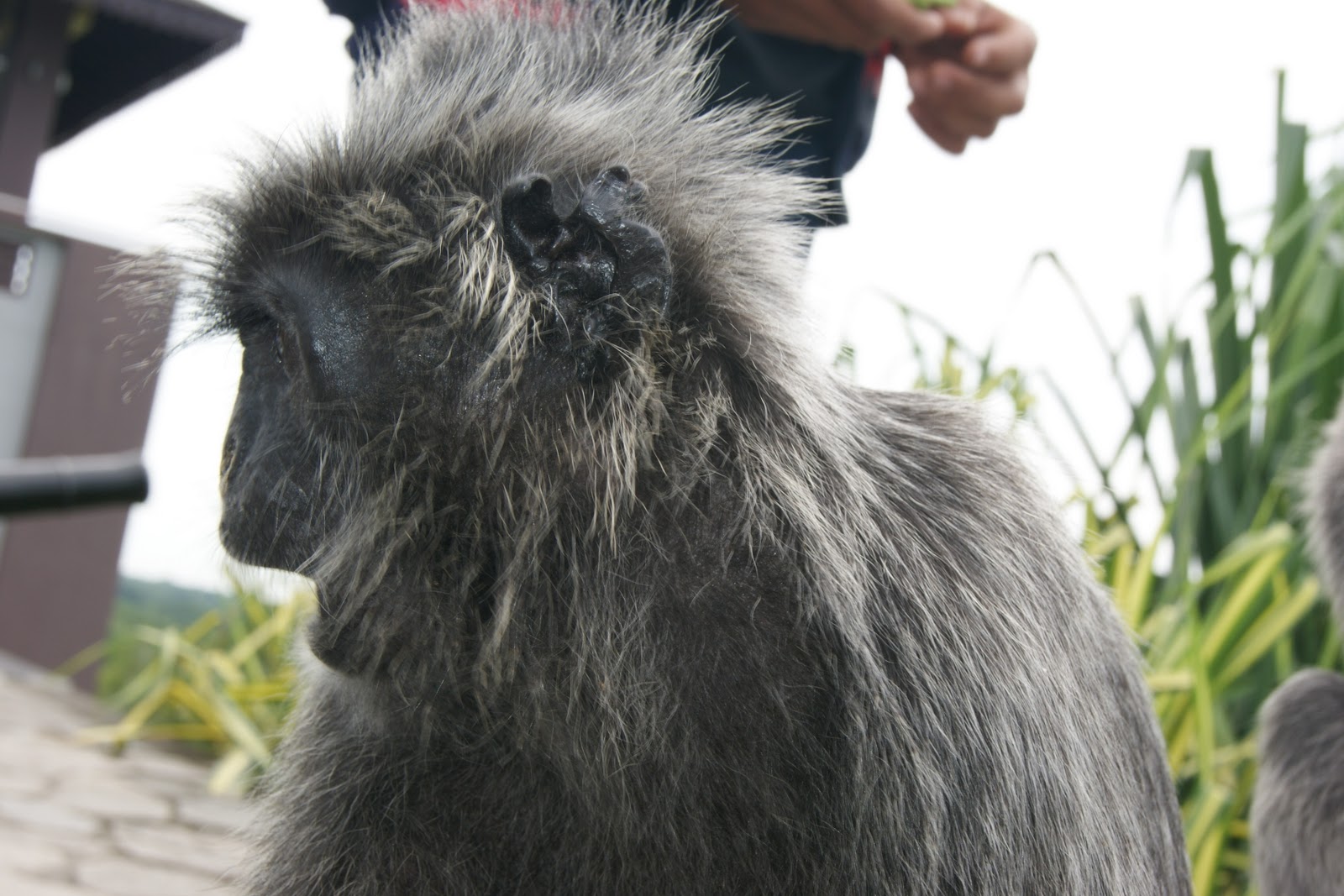 Silver Leaf Monkey@ Bukit Melawati | Iceboxrivet