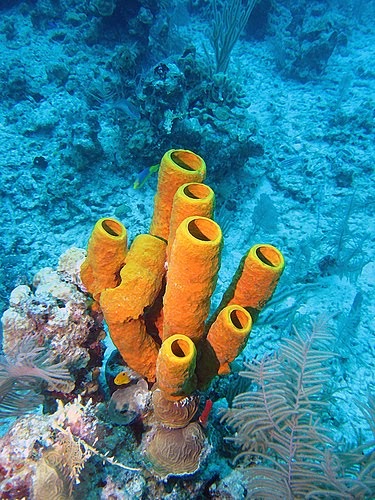 Creative Construction: How to make Tube Coral
