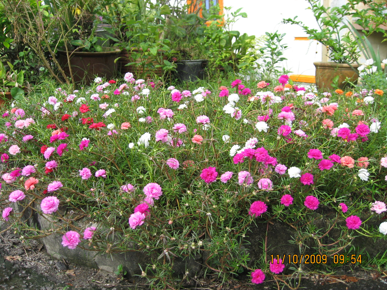 SweetieSaQi: Ros Jepun