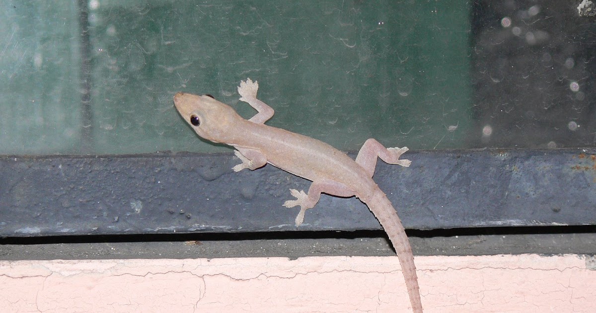 el cerote las cosas como son: imagen de lagartija mierdera (o cuije)