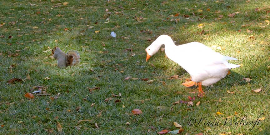 The View from Squirrel Ridge: Squirrel and Duck