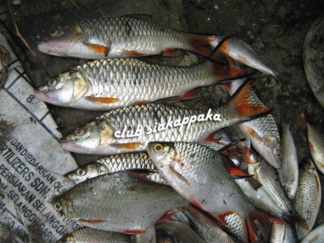 Sebarau & Lampam | Siakappaka